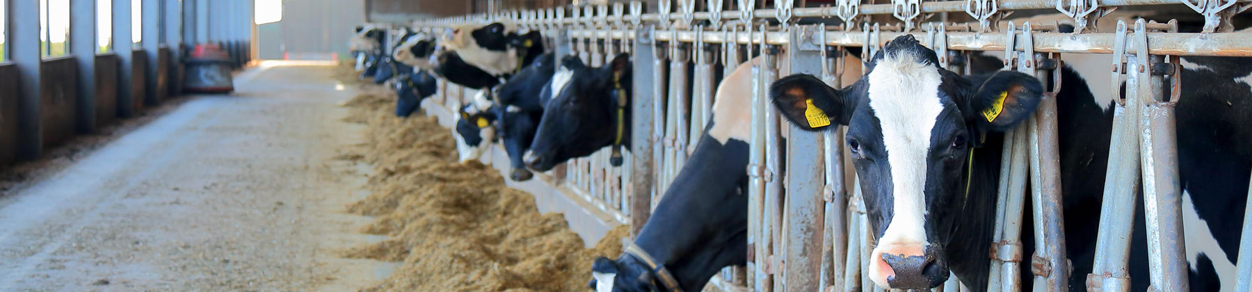 Nutrition animale - Lur Berri